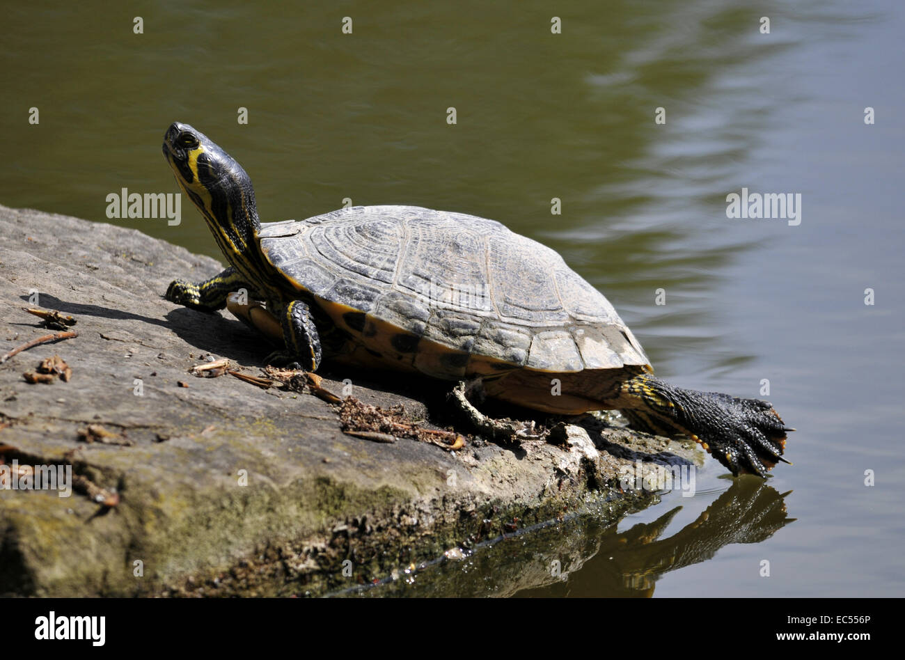 yellow belly eared Stock Photo - Alamy