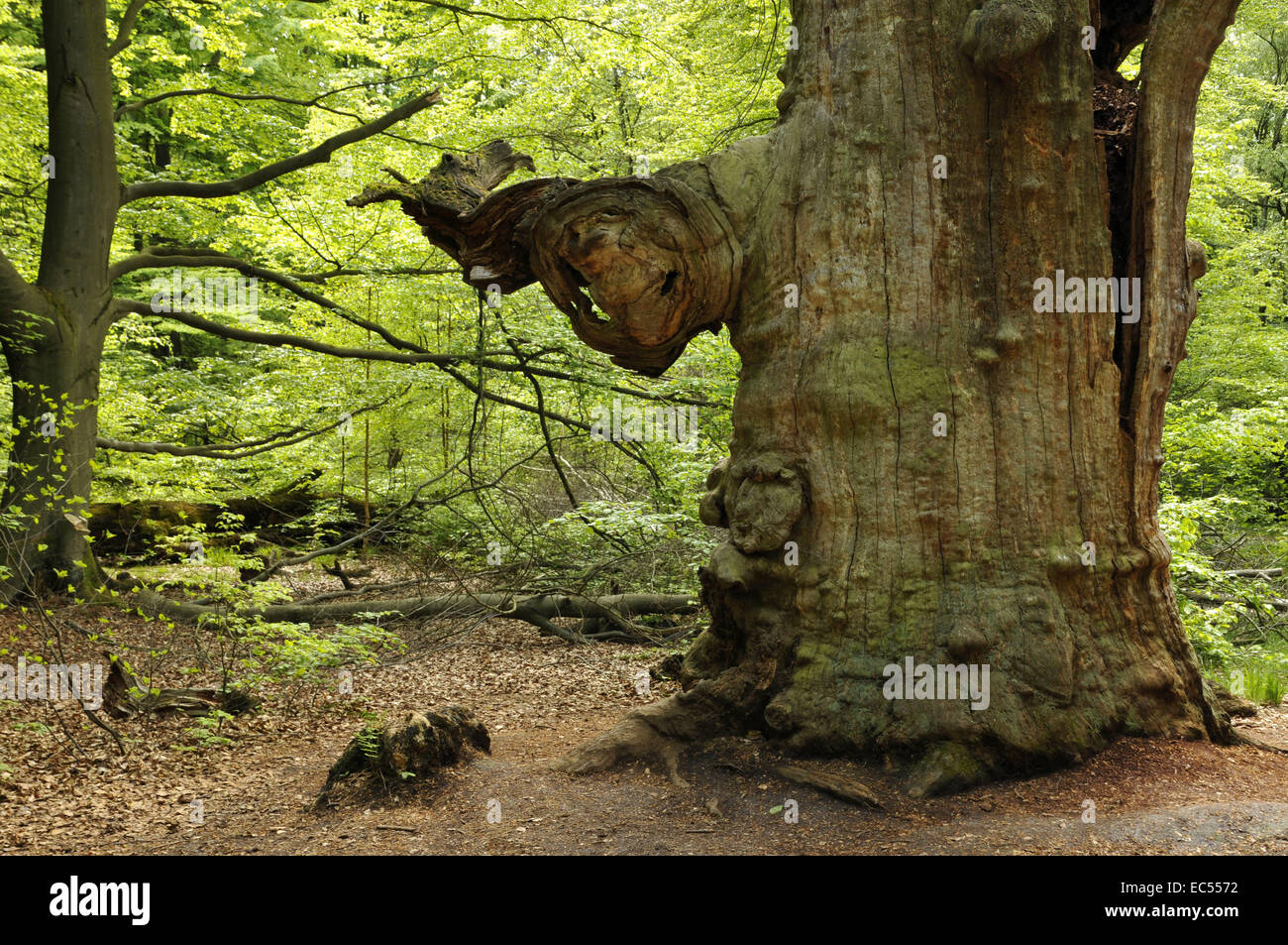 Old knotty oak hi-res stock photography and images - Alamy