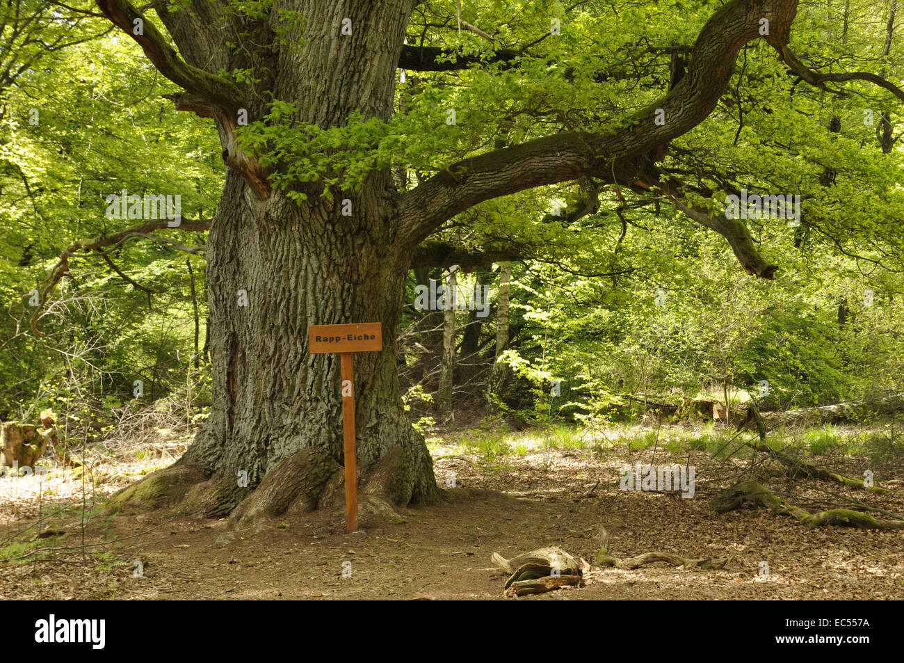 ©rapp hi-res stock photography and images - Alamy