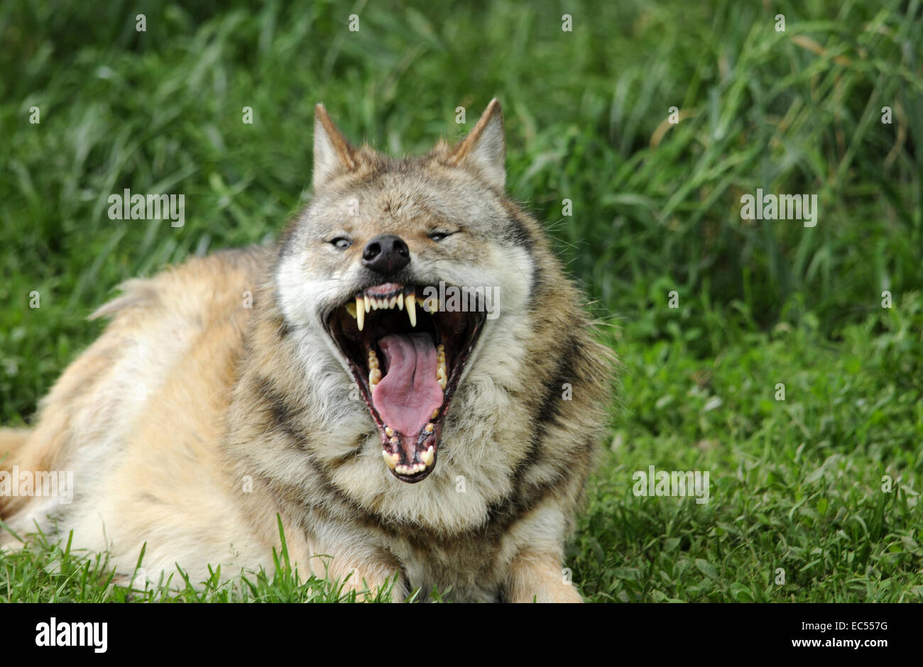 Wolf Fangs