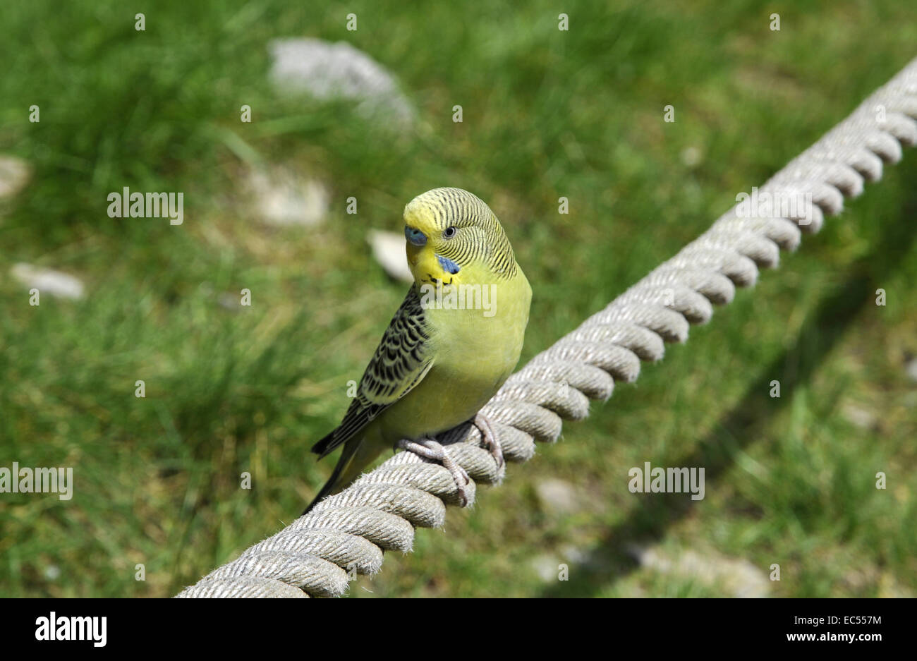 Actual parrots hi-res stock photography and images - Alamy