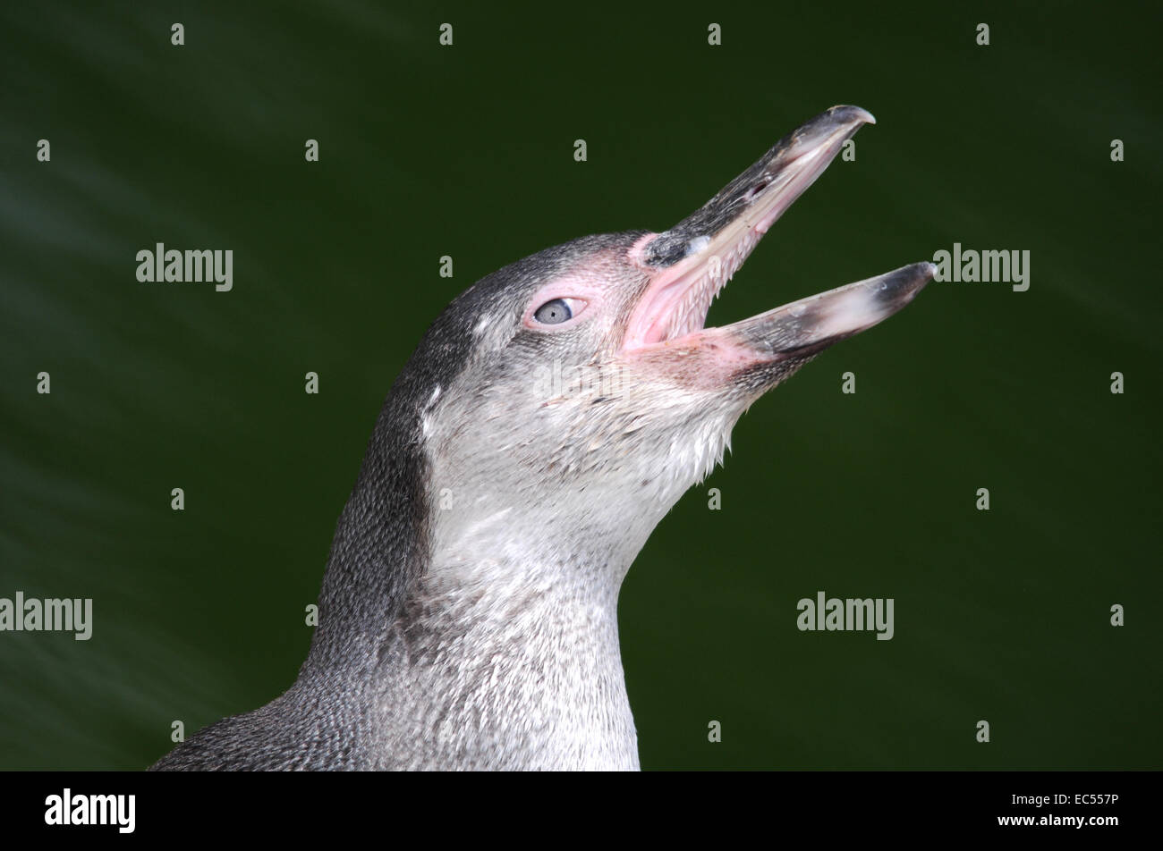 Penguin protection hi-res stock photography and images - Alamy