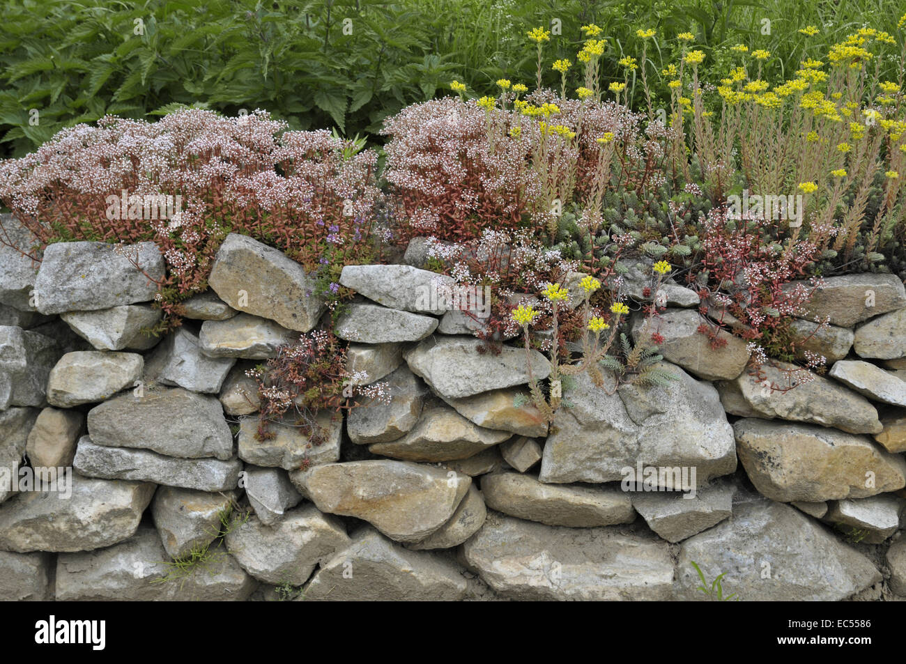 Rock stonecrop hi-res stock photography and images - Alamy