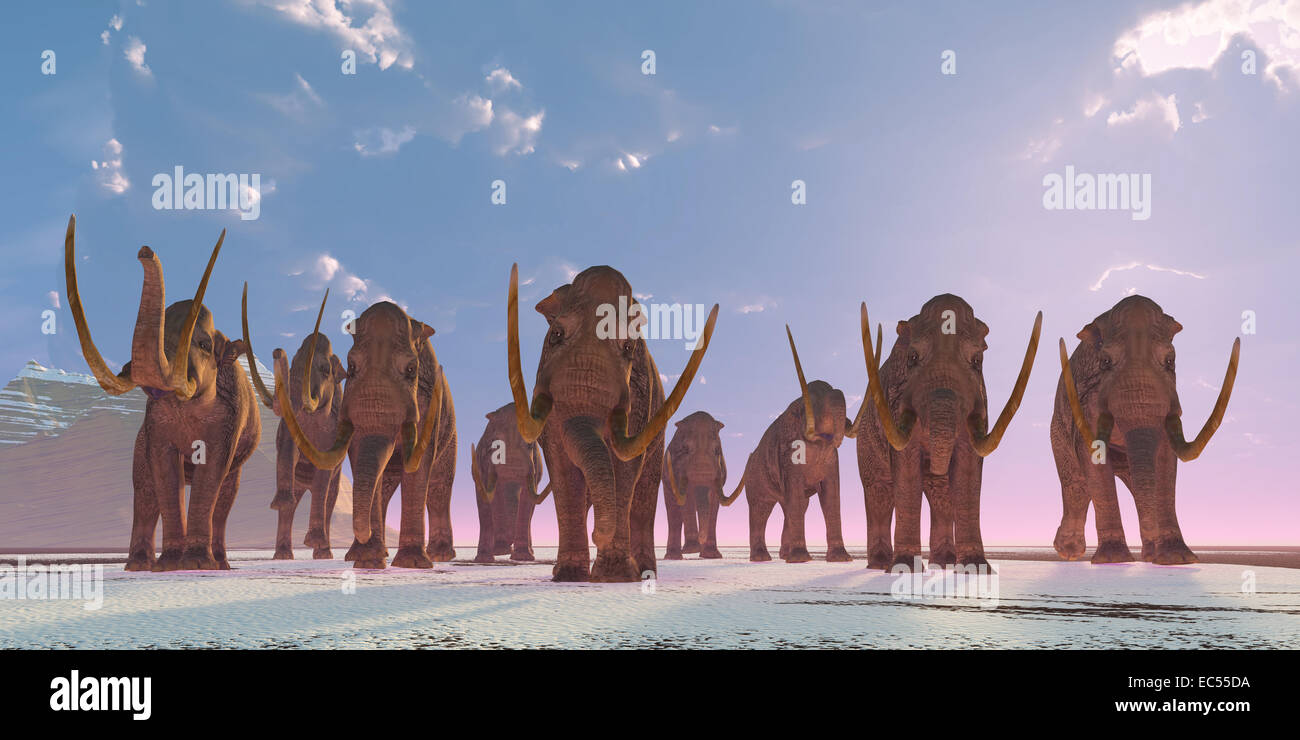 Columbian mammoth hi-res stock photography and images - Alamy