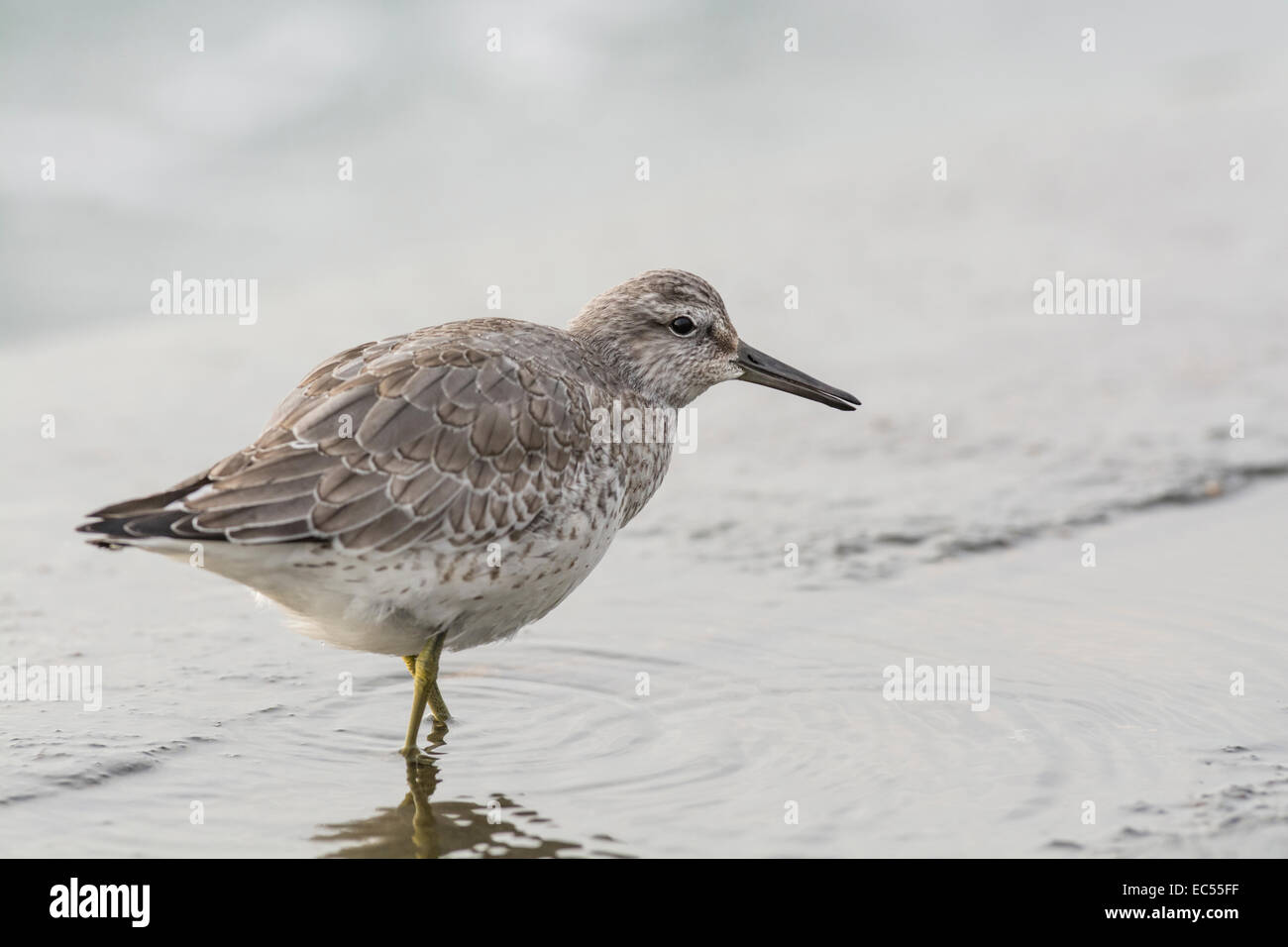 Knot (Calidris canutus). Juvenile in first winter plumage on the sea ...