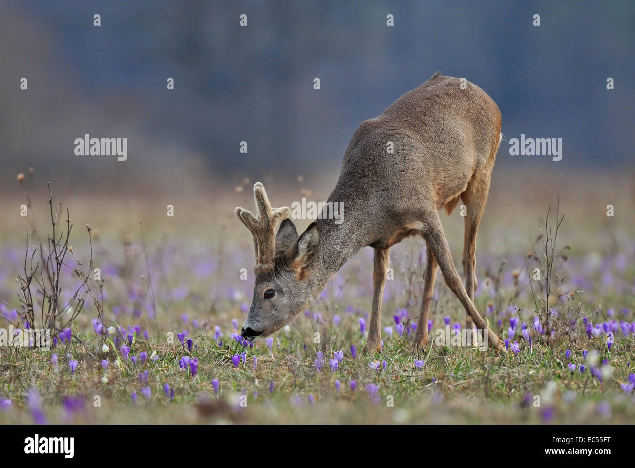 Eastern roe deer hi-res stock photography and images - Alamy