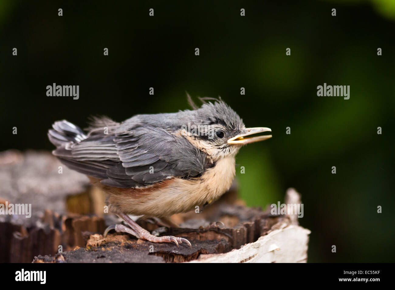 Dinky bird hi-res stock photography and images - Alamy