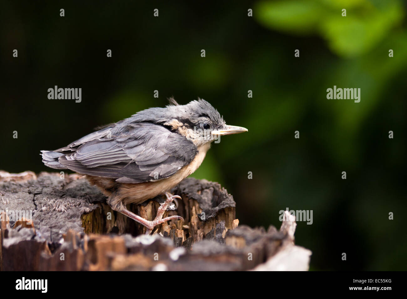 Dinky bird hi-res stock photography and images - Alamy