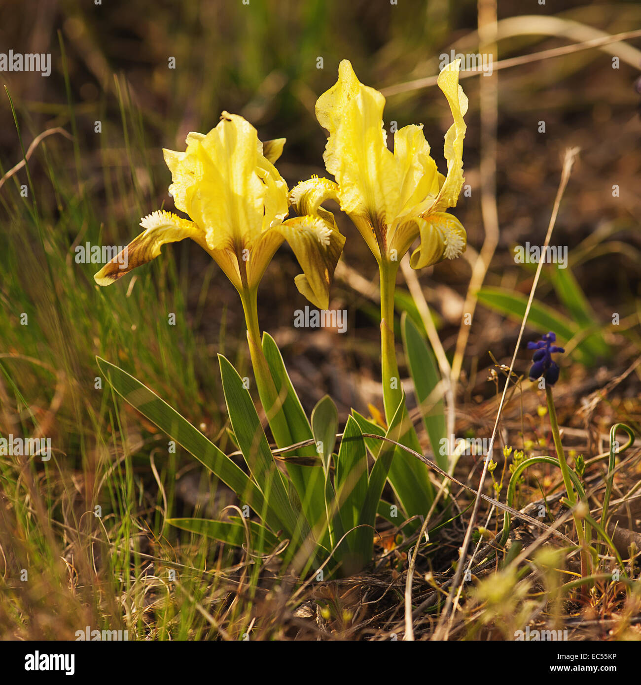 Yellow Brown Bearded Iris Flower Bloom Stock Photos & Yellow Brown ...