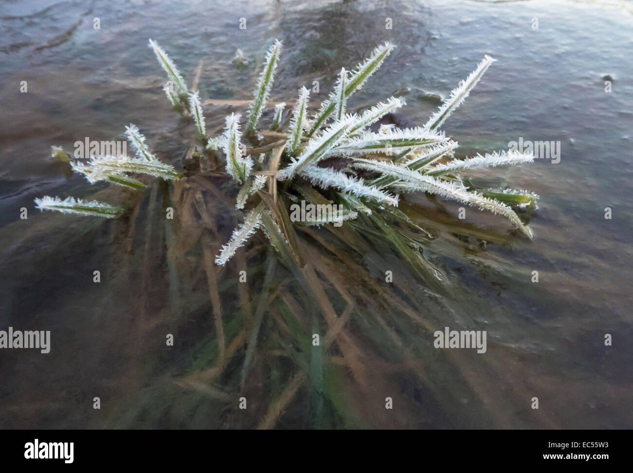 grass in ice Stock Photo - Alamy