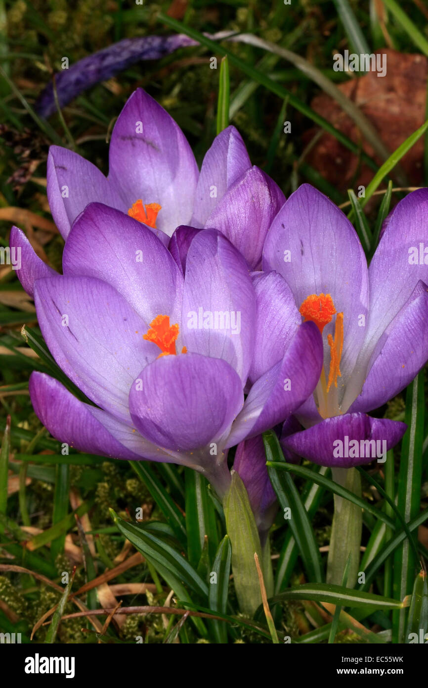 The crocus is an early bloomer, which opens its flowers in the period ...