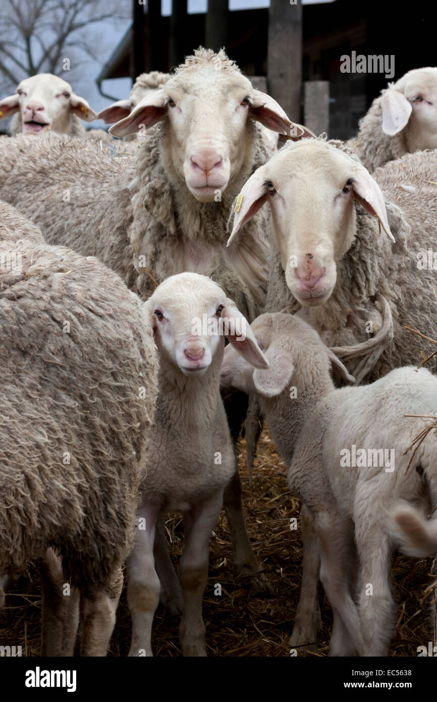 Sheep and Lambs Stock Photo - Alamy