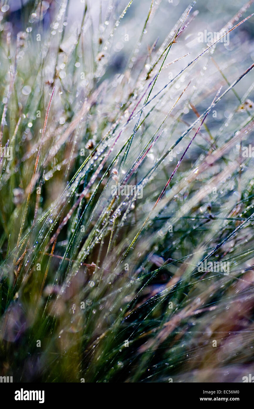 frosted grass in the sunrise light Stock Photo - Alamy