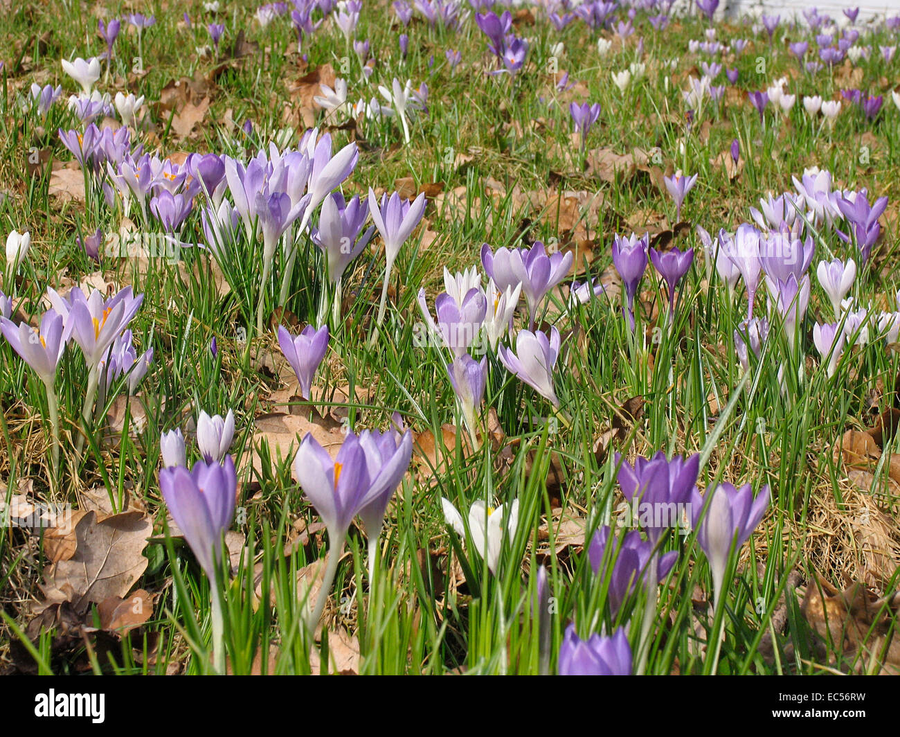 The crocus is an early bloomer, which opens its flowers in the period ...