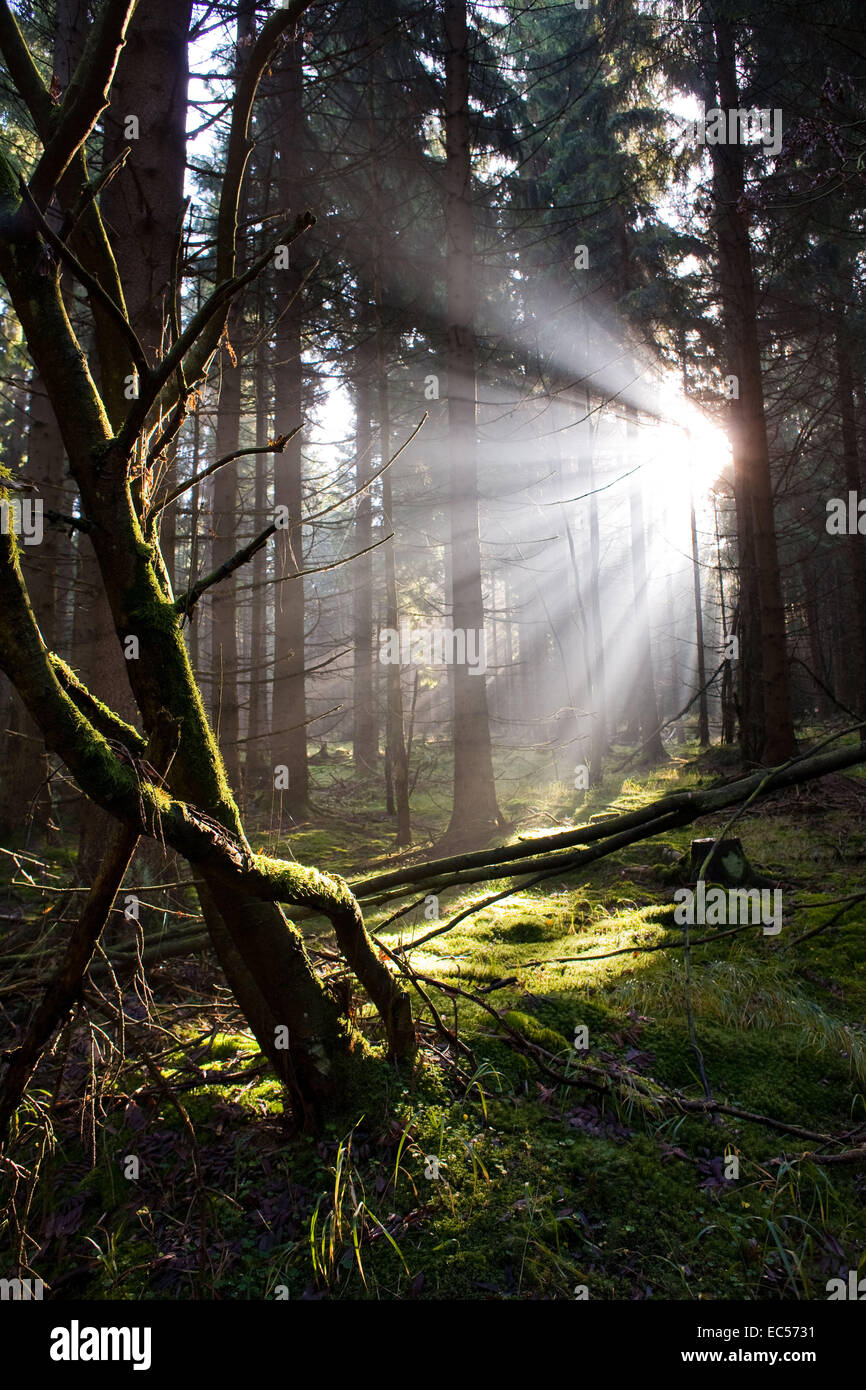 The autumn forest scene A walk in the woods Stock Photo - Alamy