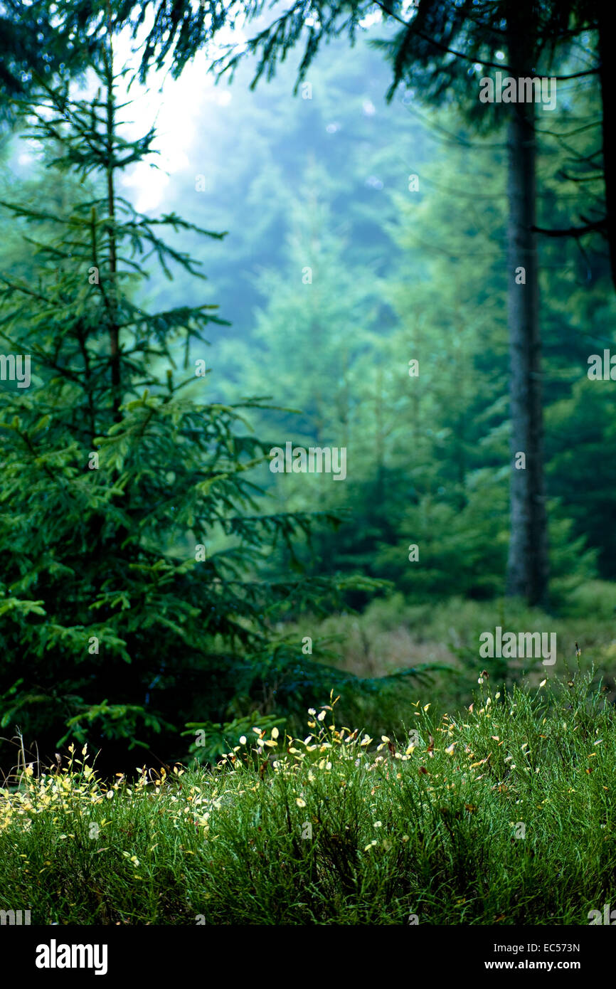 The autumn forest scene A walk in the woods Stock Photo - Alamy