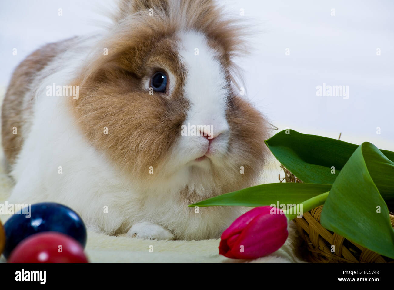 a eastern rabbit and a basket with eggs Stock Photo - Alamy