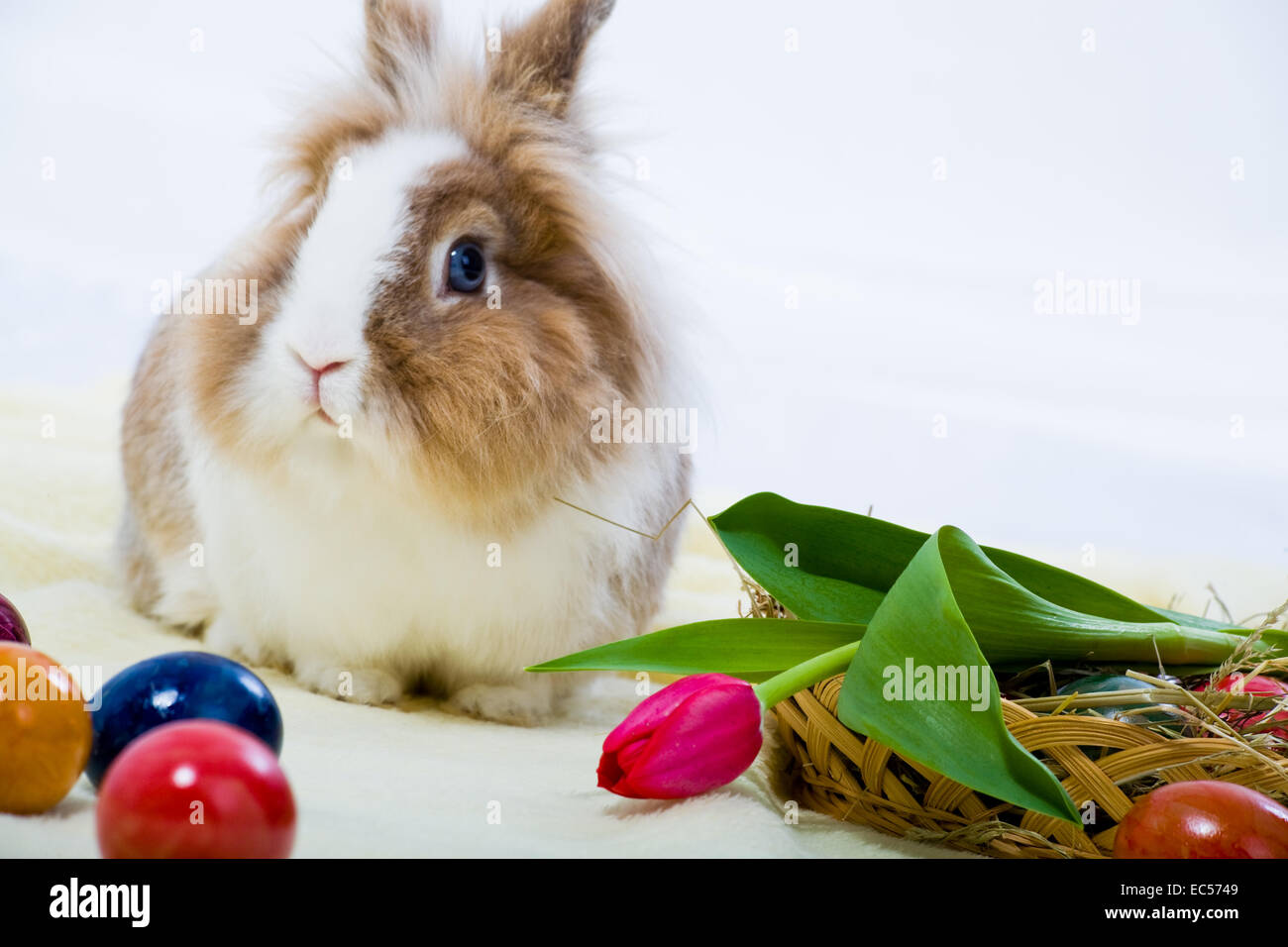 a eastern rabbit and a basket with eggs Stock Photo - Alamy