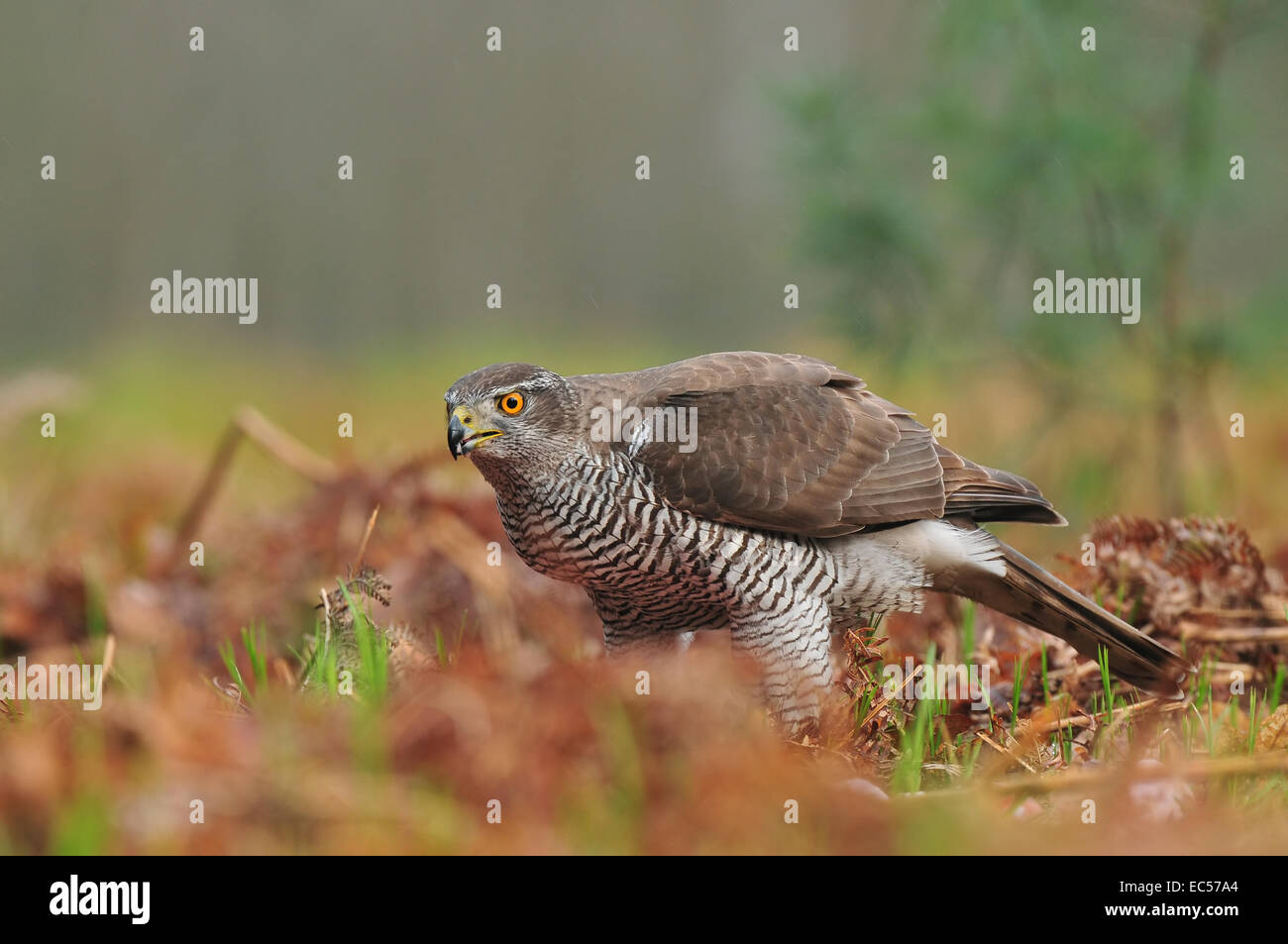 Common goshawk hi-res stock photography and images - Alamy
