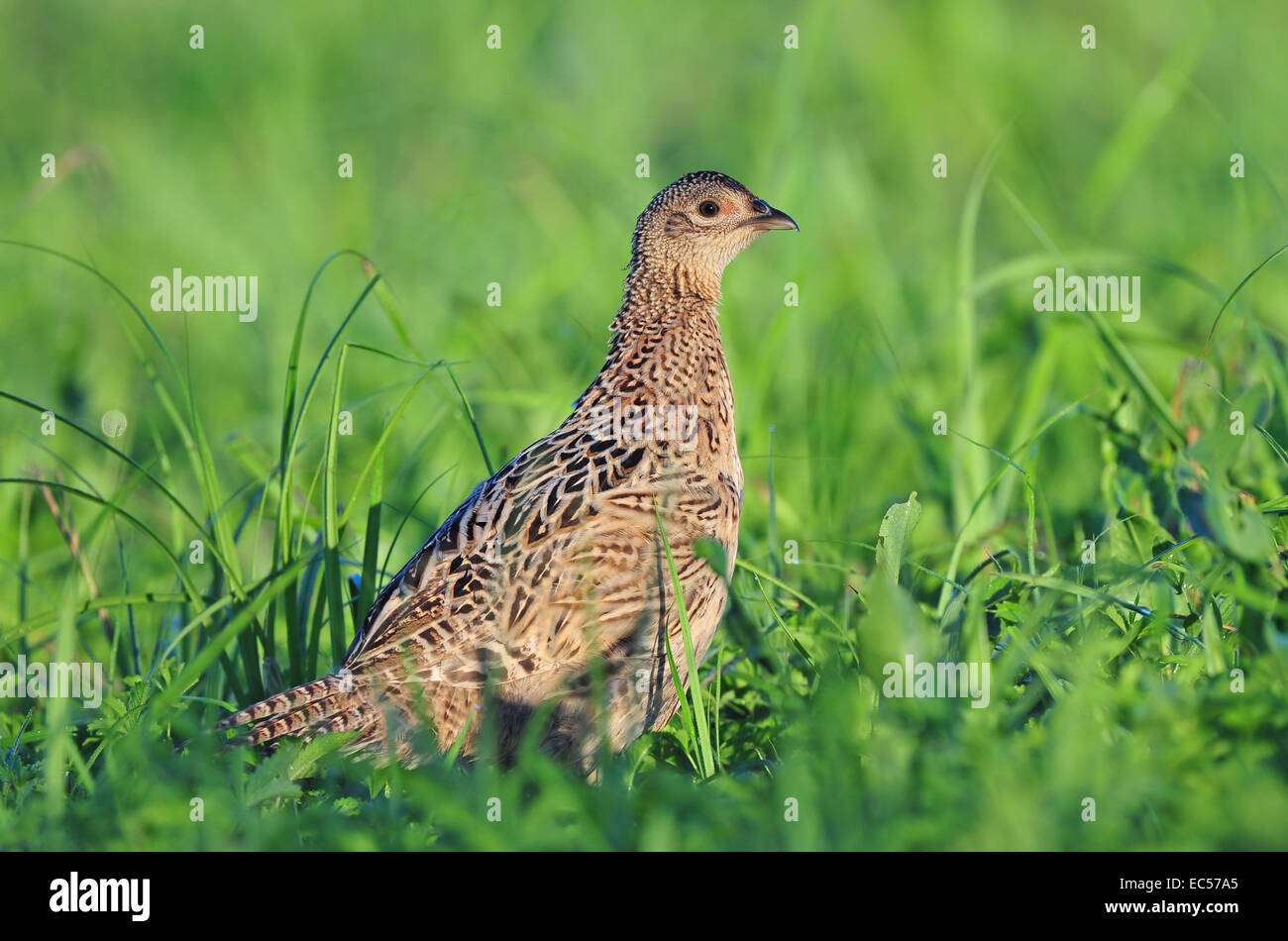 Adult female pheasant hi-res stock photography and images - Alamy