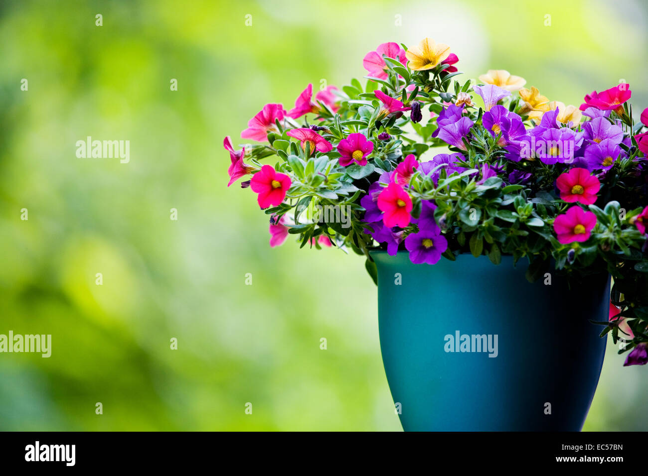 the petunia flower in front of garden Stock Photo - Alamy