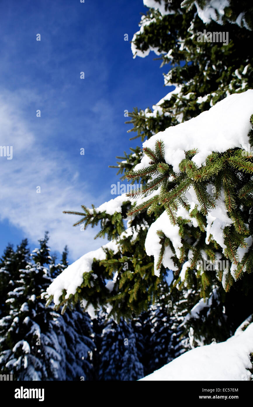 The winter forest scene Snowy landscape Stock Photo - Alamy