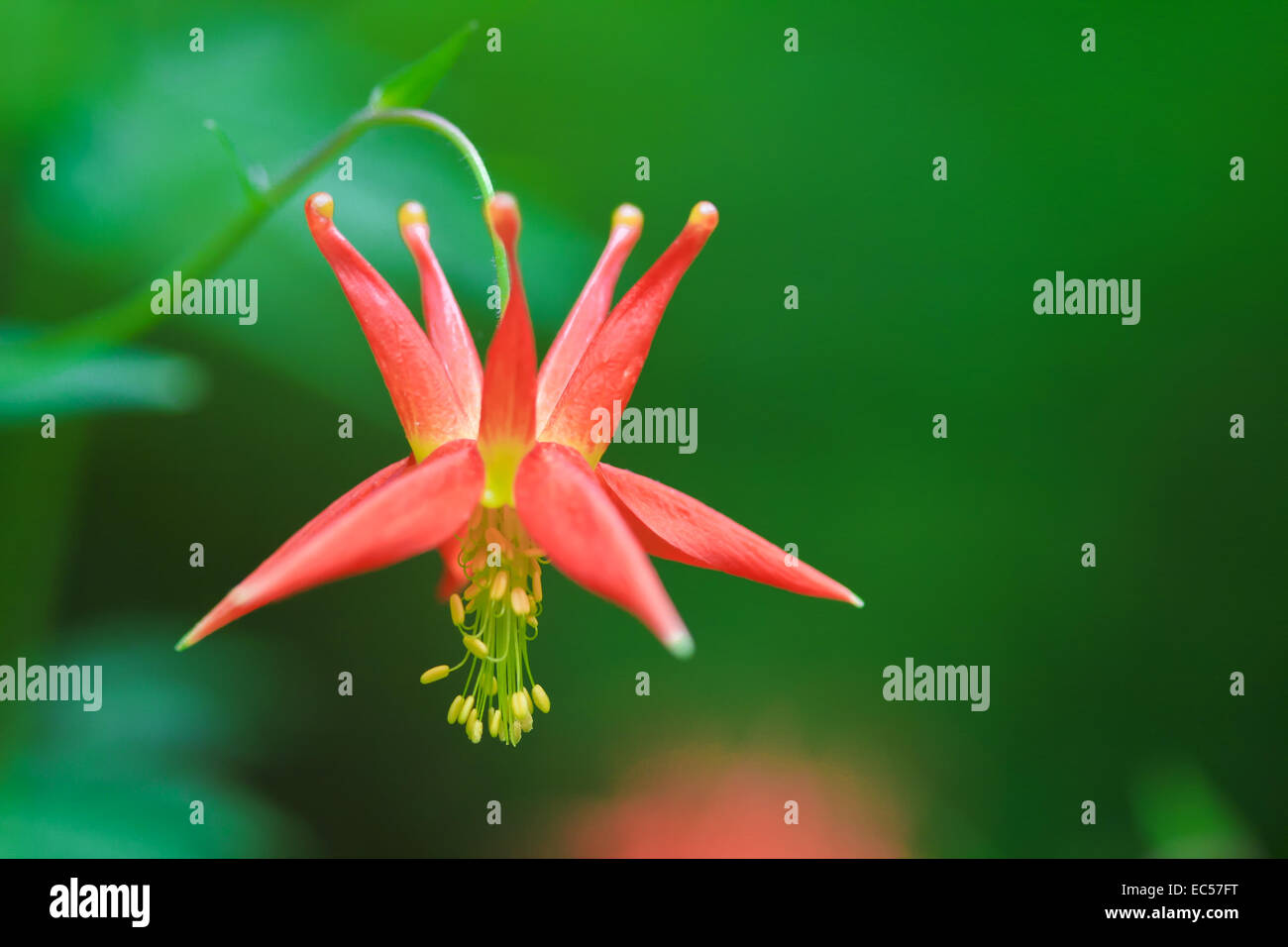 Columbine flower hi-res stock photography and images - Alamy