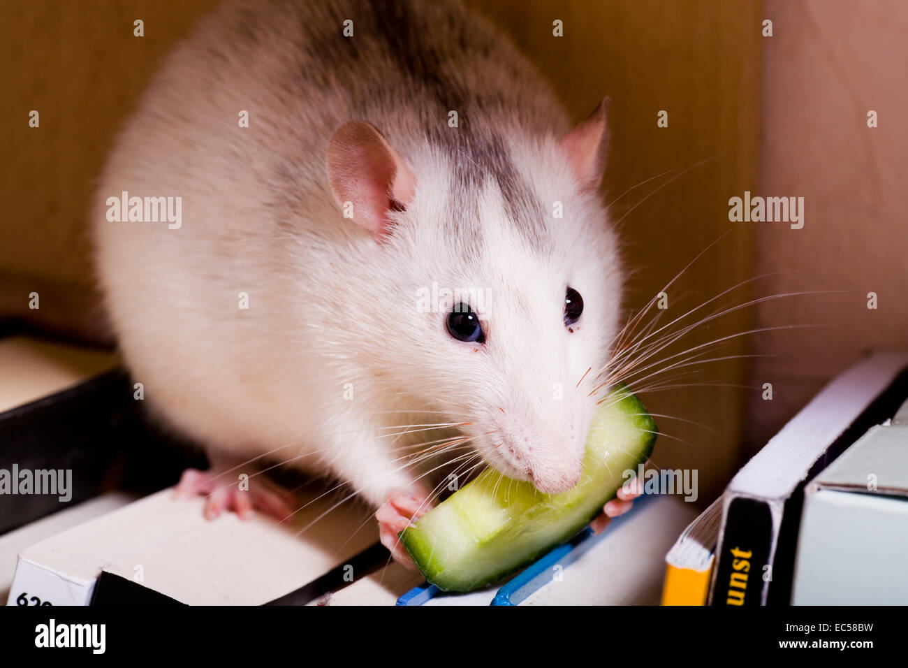 a rat searching for food Close-up shot Stock Photo - Alamy