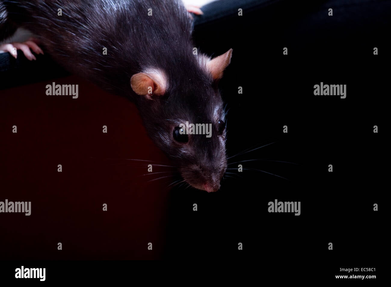 a rat searching for food Close-up shot Stock Photo - Alamy