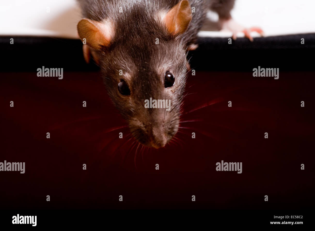 a rat searching for food Close-up shot Stock Photo - Alamy