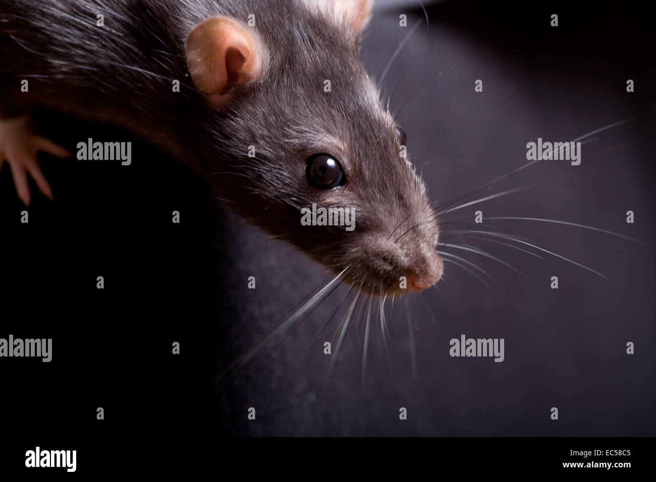 Rat shot hi-res stock photography and images - Alamy