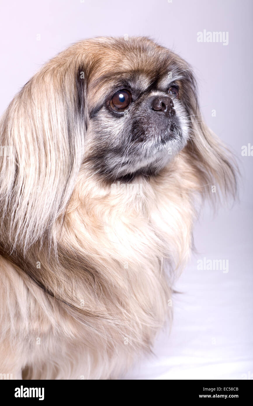 a pekingese dog portrait Close-up shot Stock Photo - Alamy