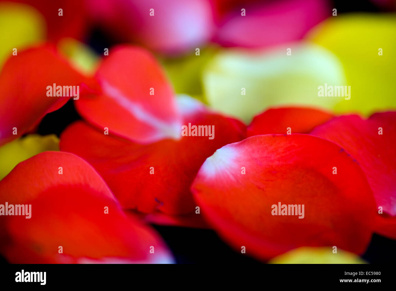 a lot of rose petals in the textile fabric Stock Photo - Alamy