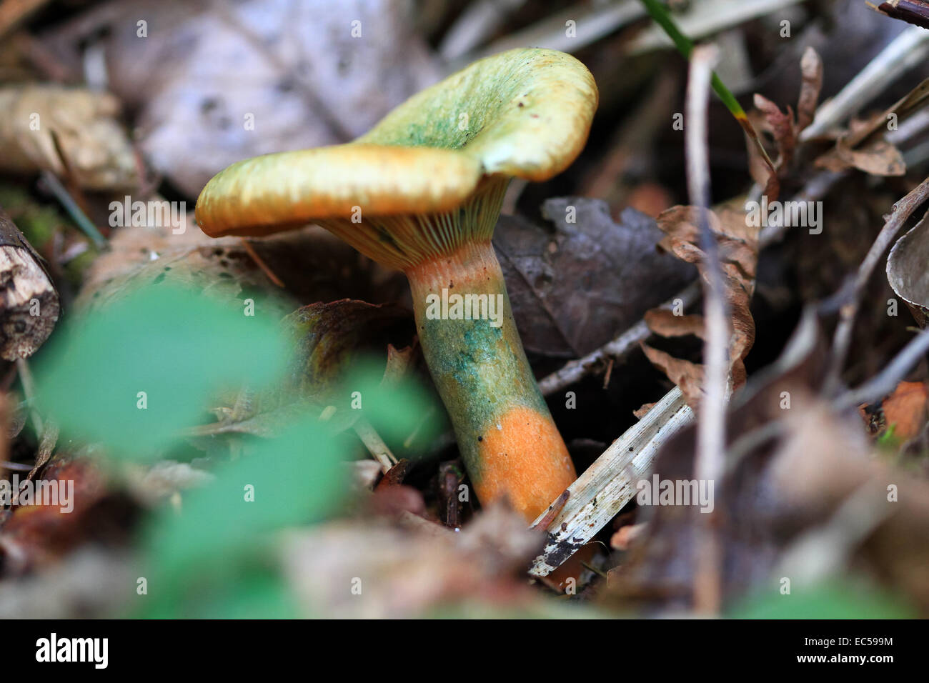 Saffron Milk Cap (Lactarius deliciosus), Oregon, USA Stock Photo - Alamy