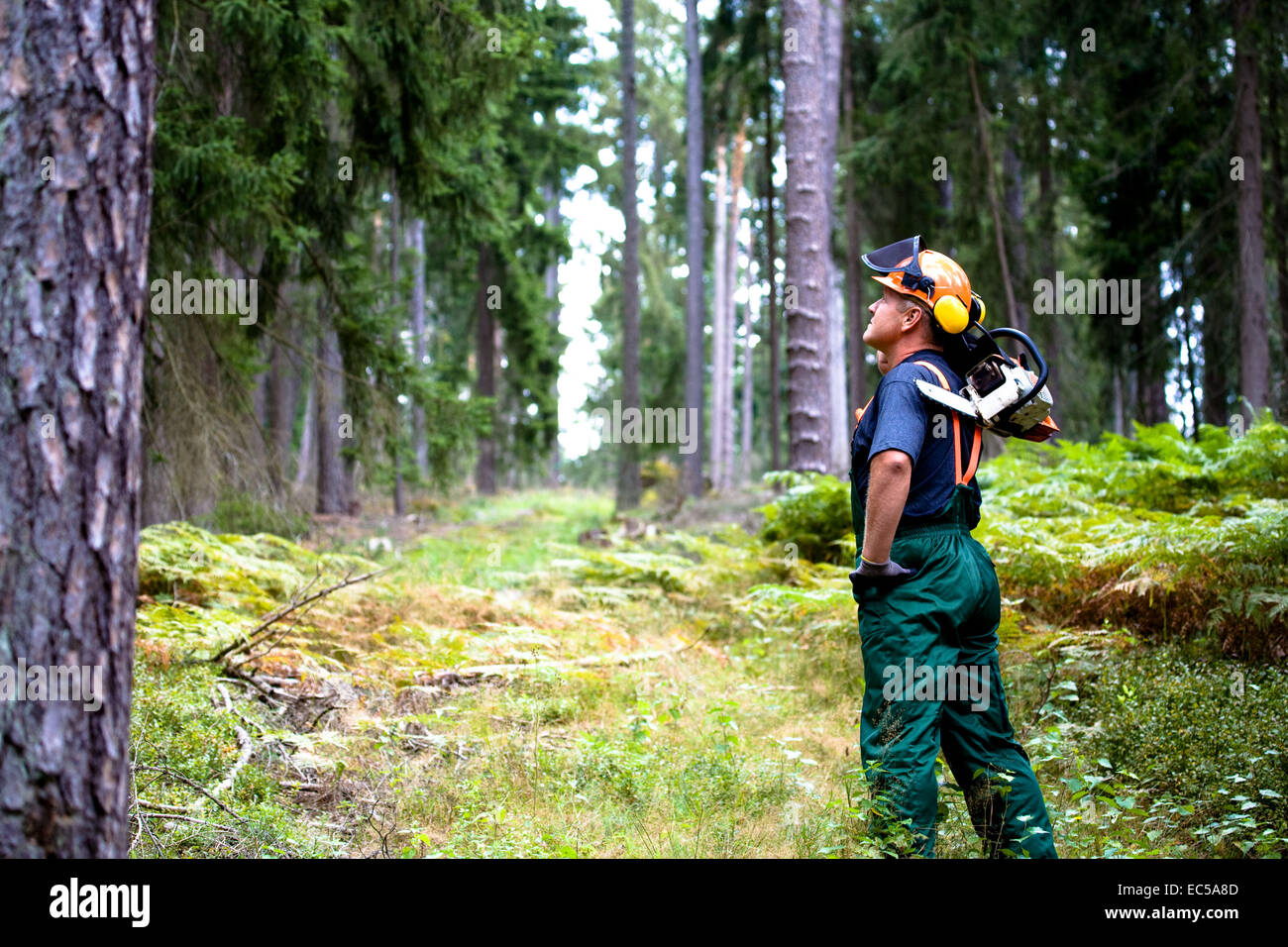 a woodcutter at work in the forest Stock Photo - Alamy