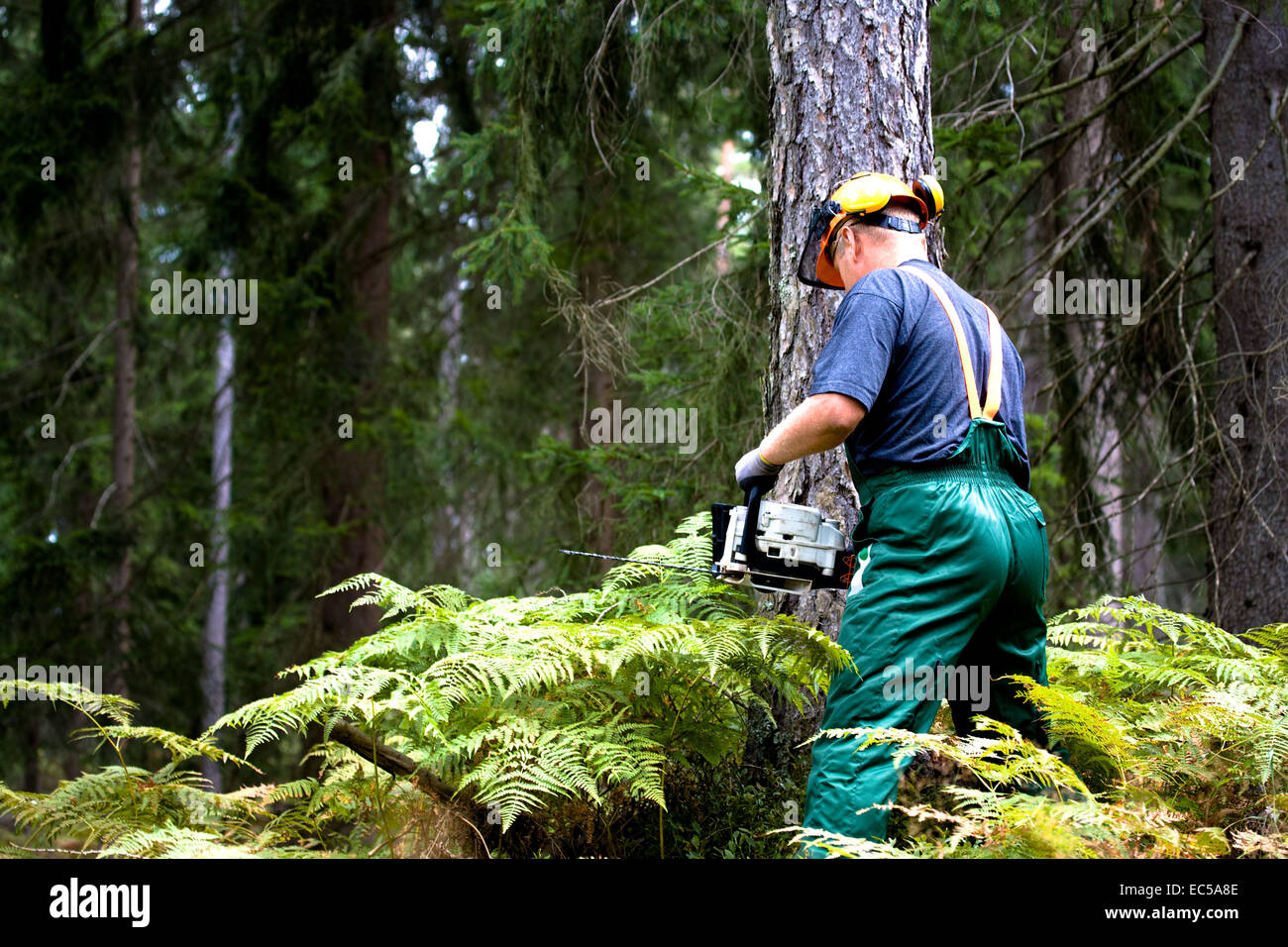 a woodcutter at work in the forest Stock Photo - Alamy