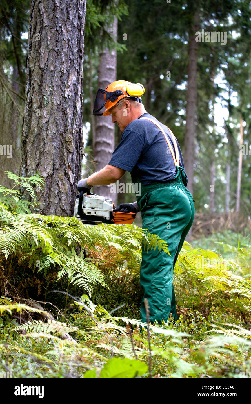 a woodcutter at work in the forest Stock Photo - Alamy