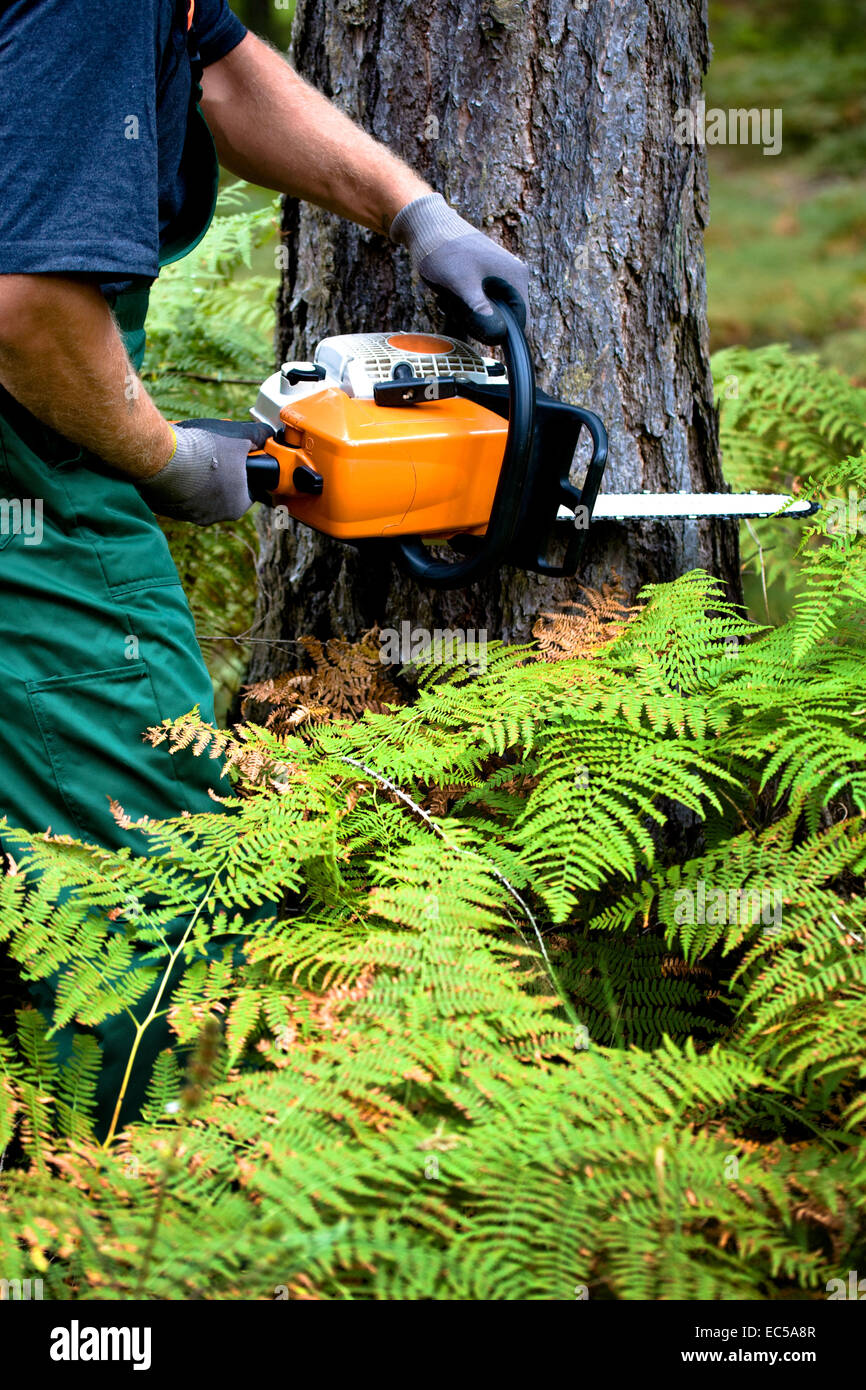 a woodcutter at work in the forest Stock Photo - Alamy