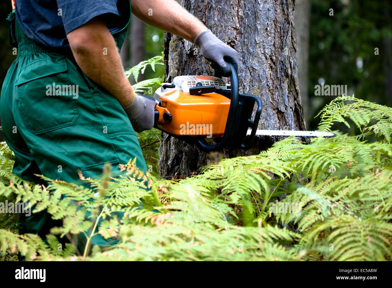 a woodcutter at work in the forest Stock Photo - Alamy
