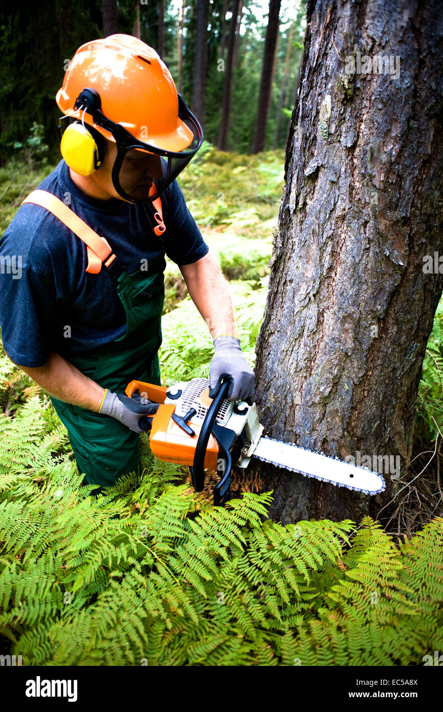 a woodcutter at work in the forest Stock Photo - Alamy