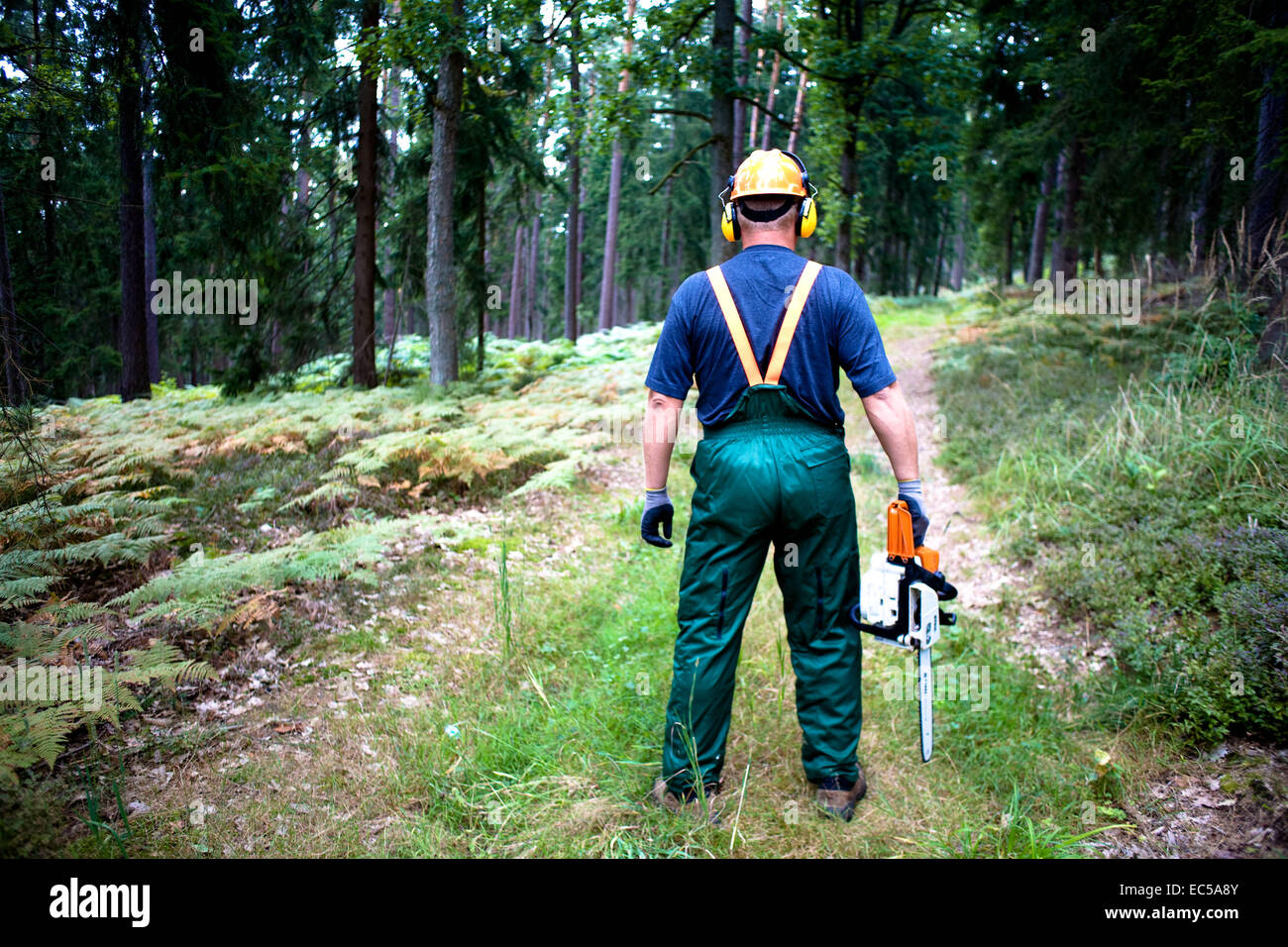 a woodcutter at work in the forest Stock Photo - Alamy