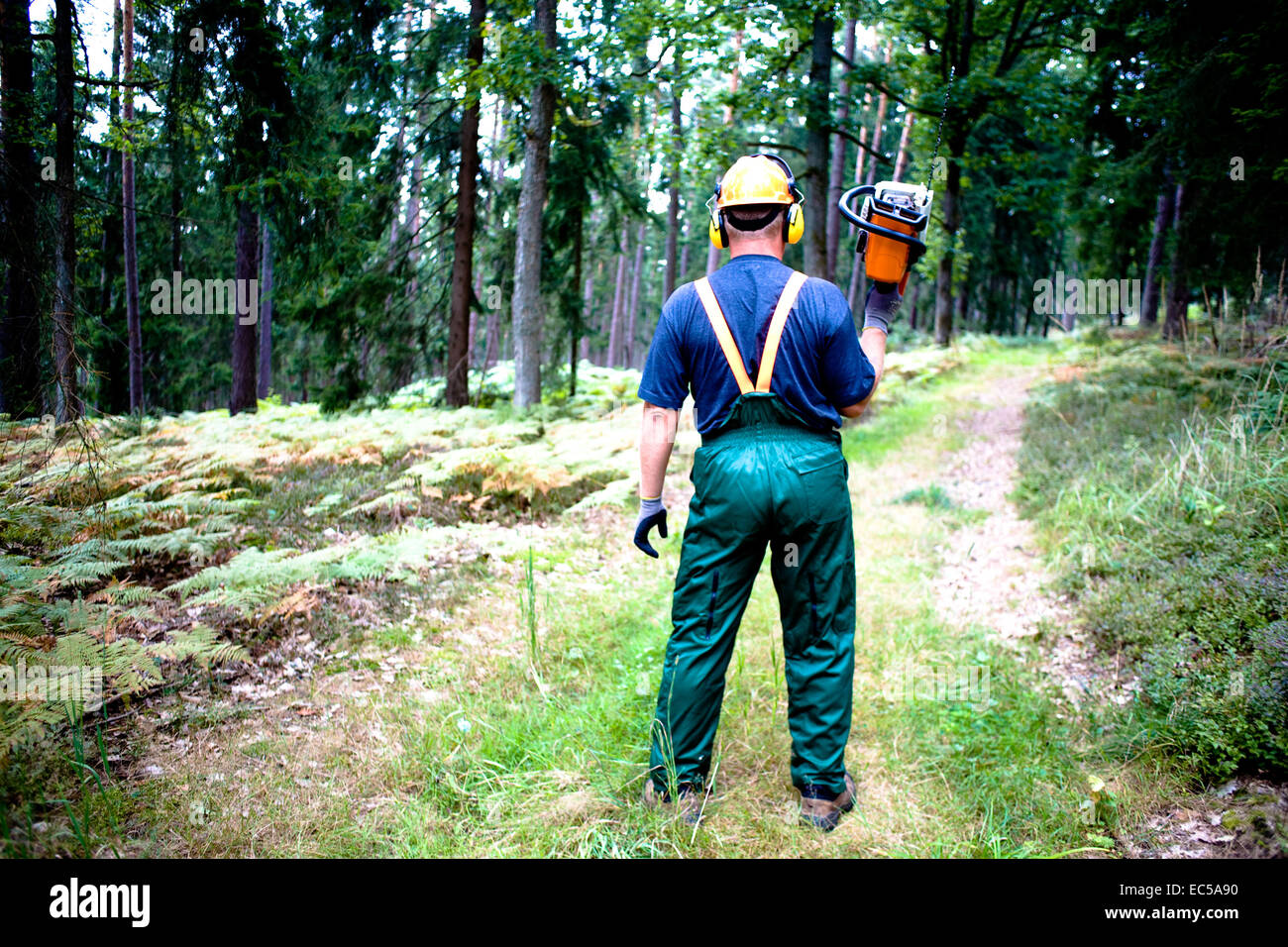 a woodcutter at work in the forest Stock Photo - Alamy