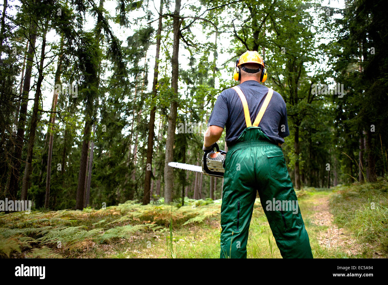 a woodcutter at work in the forest Stock Photo - Alamy
