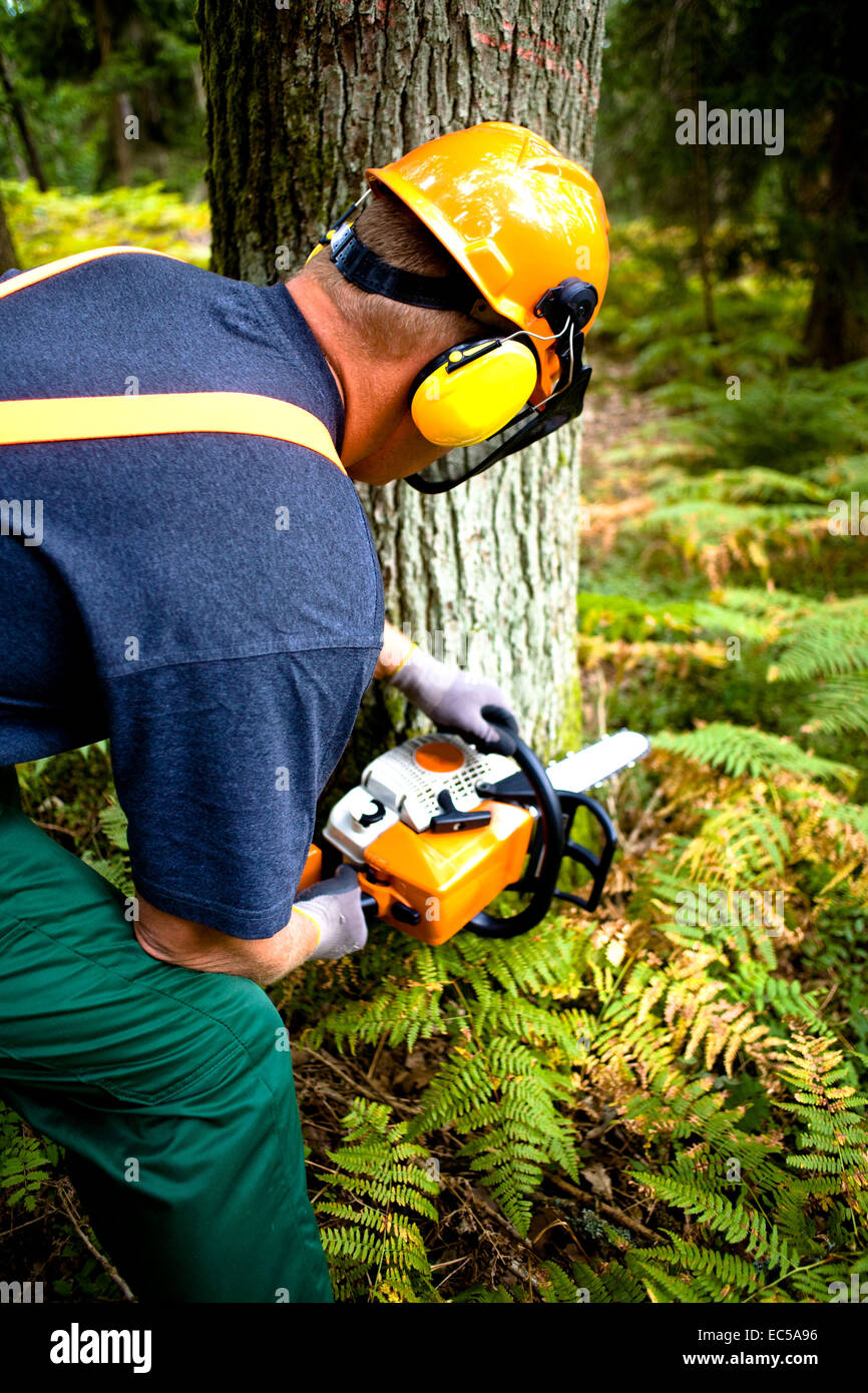 a woodcutter at work in the forest Stock Photo - Alamy