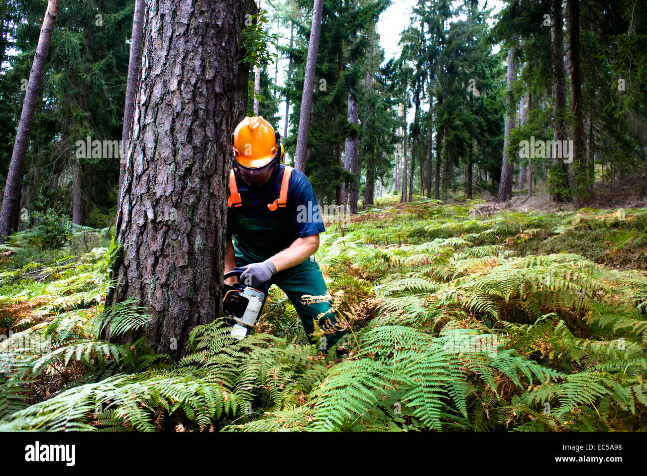 a woodcutter at work in the forest Stock Photo - Alamy