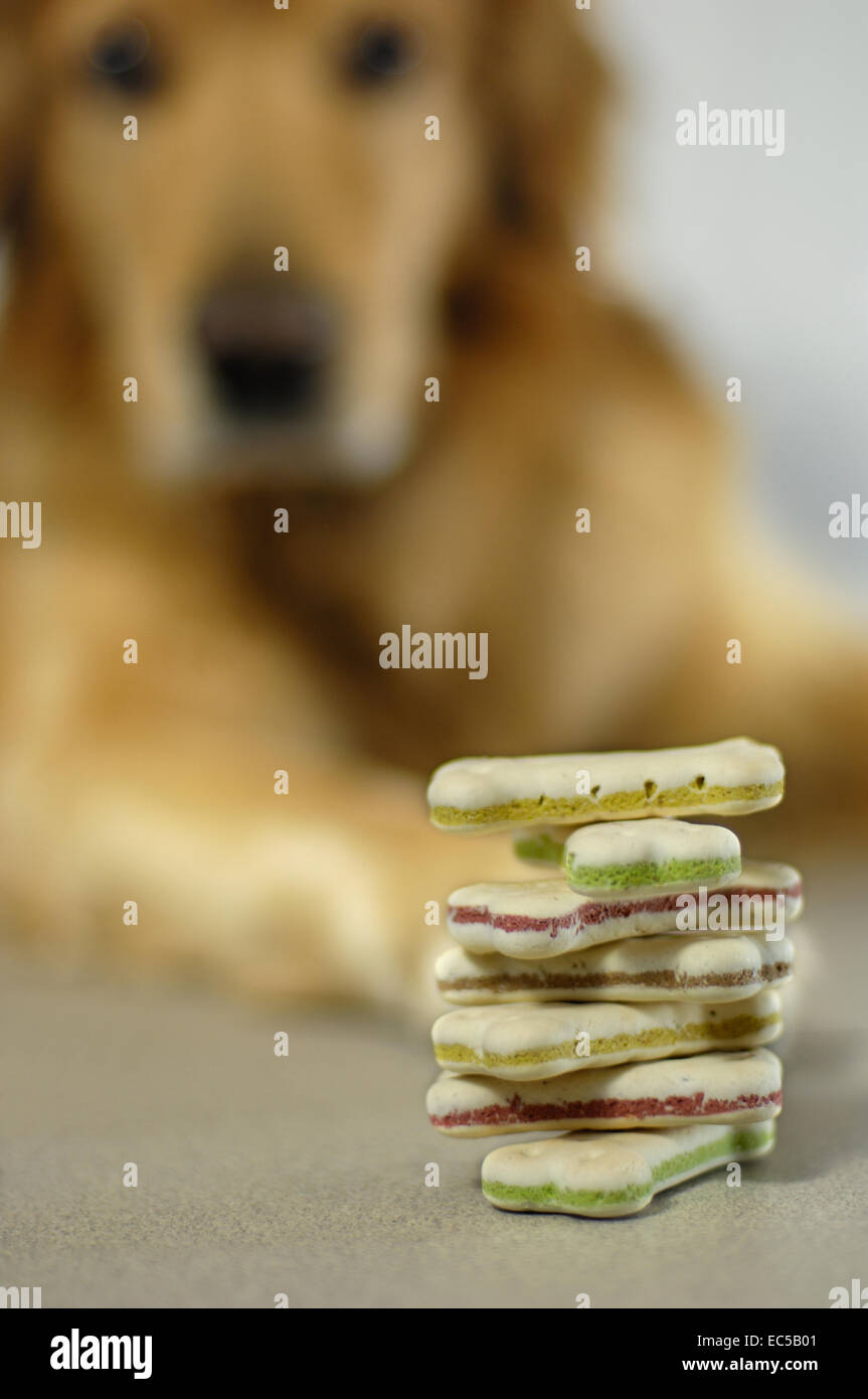 Dog piling hi-res stock photography and images - Alamy