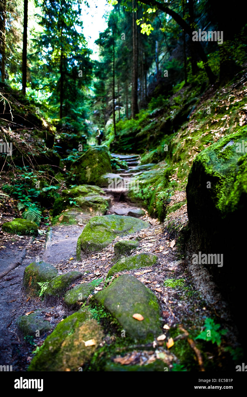 The summer forest scene Saxon Switzerland near Dresden, Germany Stock ...
