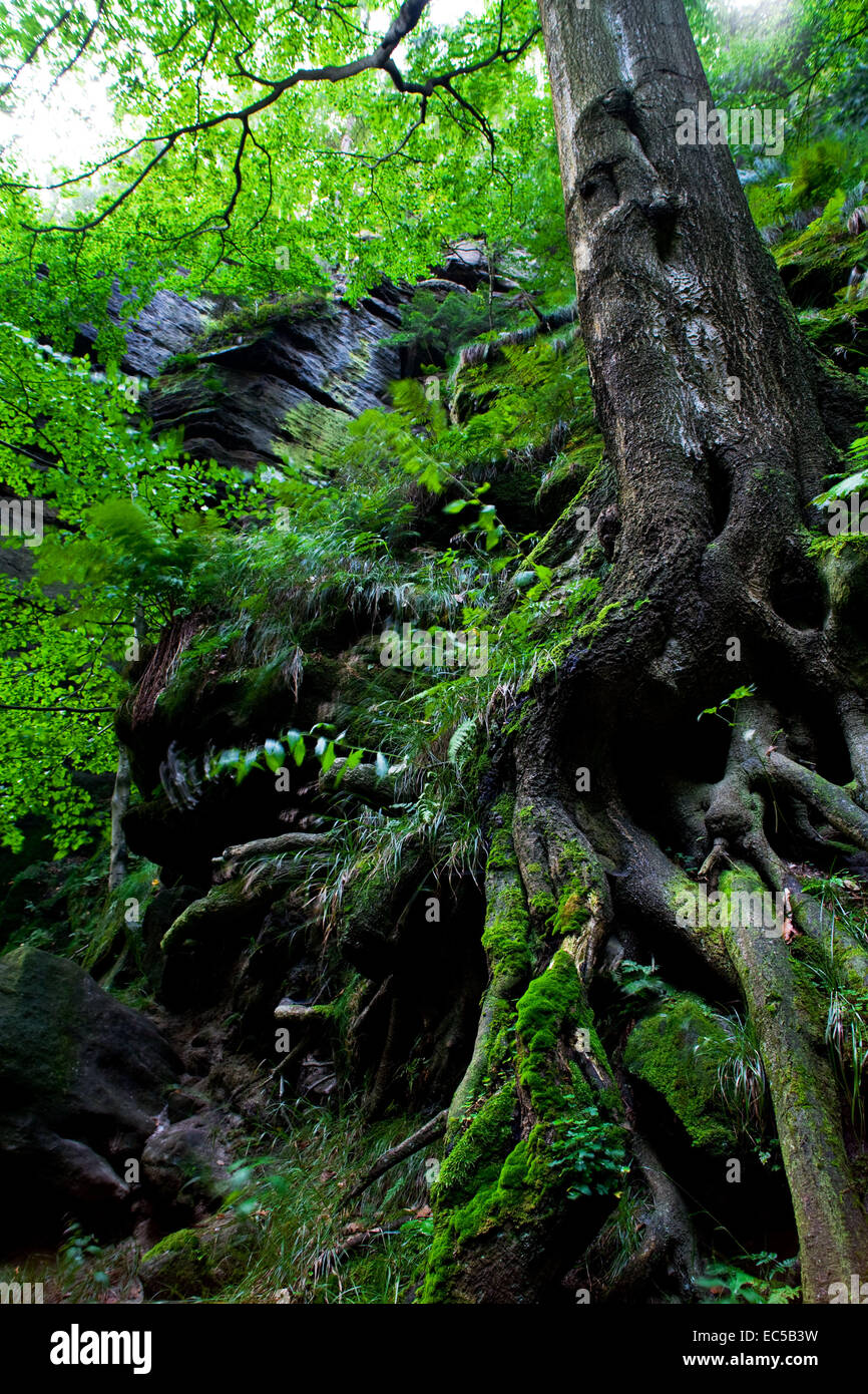 the summer forest scene A walk in the woods Stock Photo - Alamy