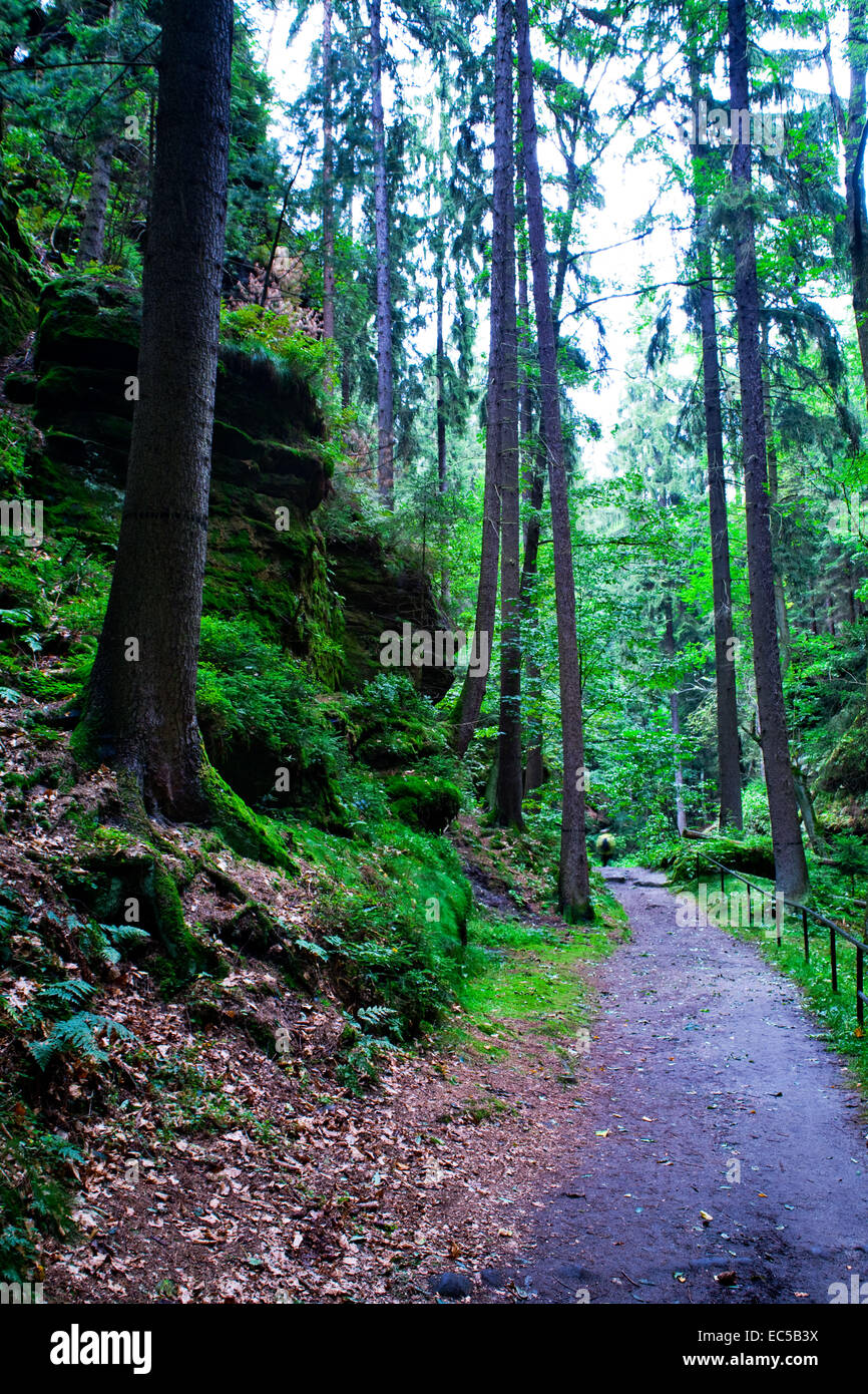 The summer forest scene Saxon Switzerland near Dresden, Germany Stock ...