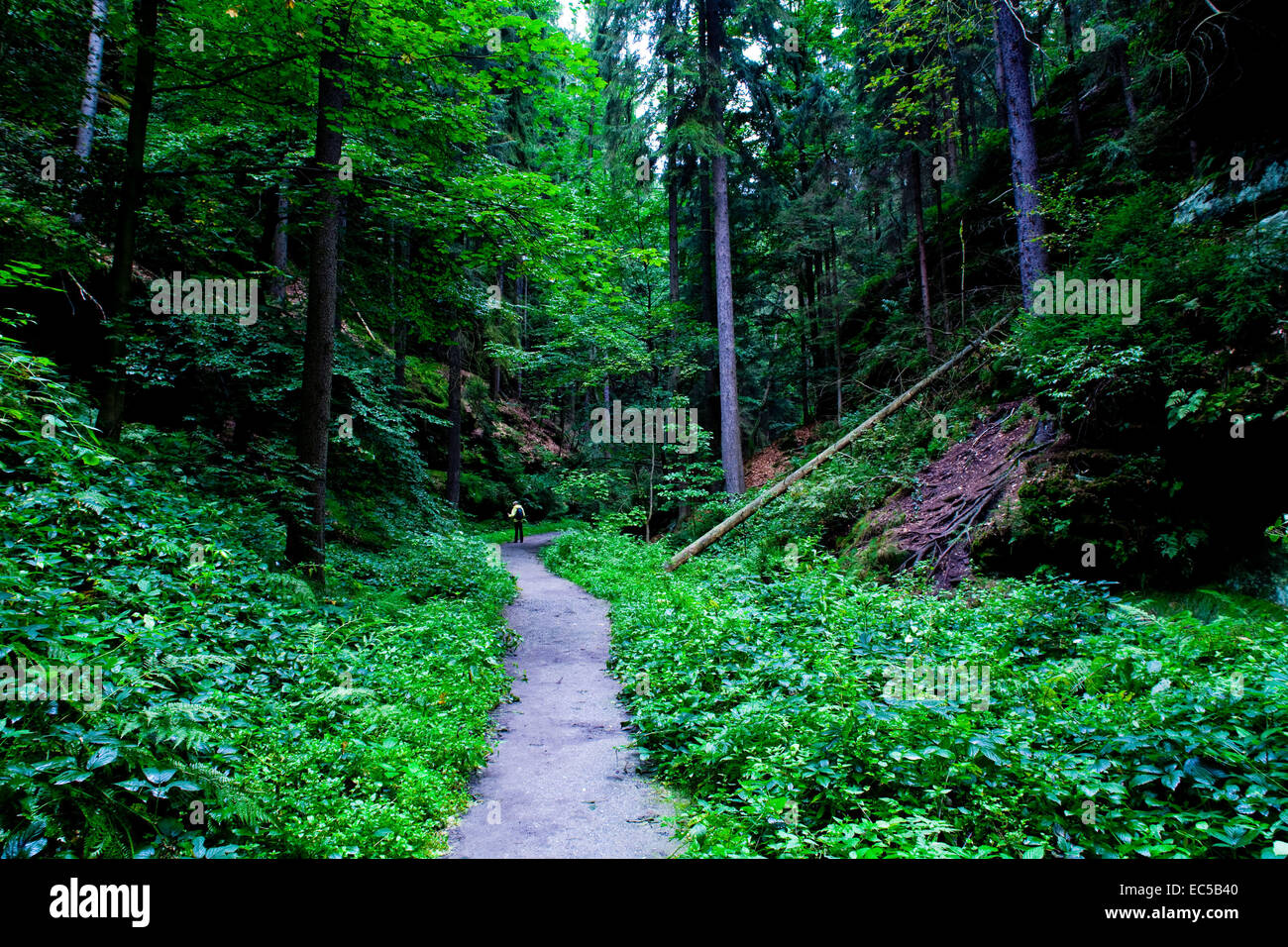 the summer forest scene A walk in the woods Stock Photo - Alamy